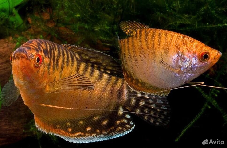 Гурами золотых пара взрослых продам