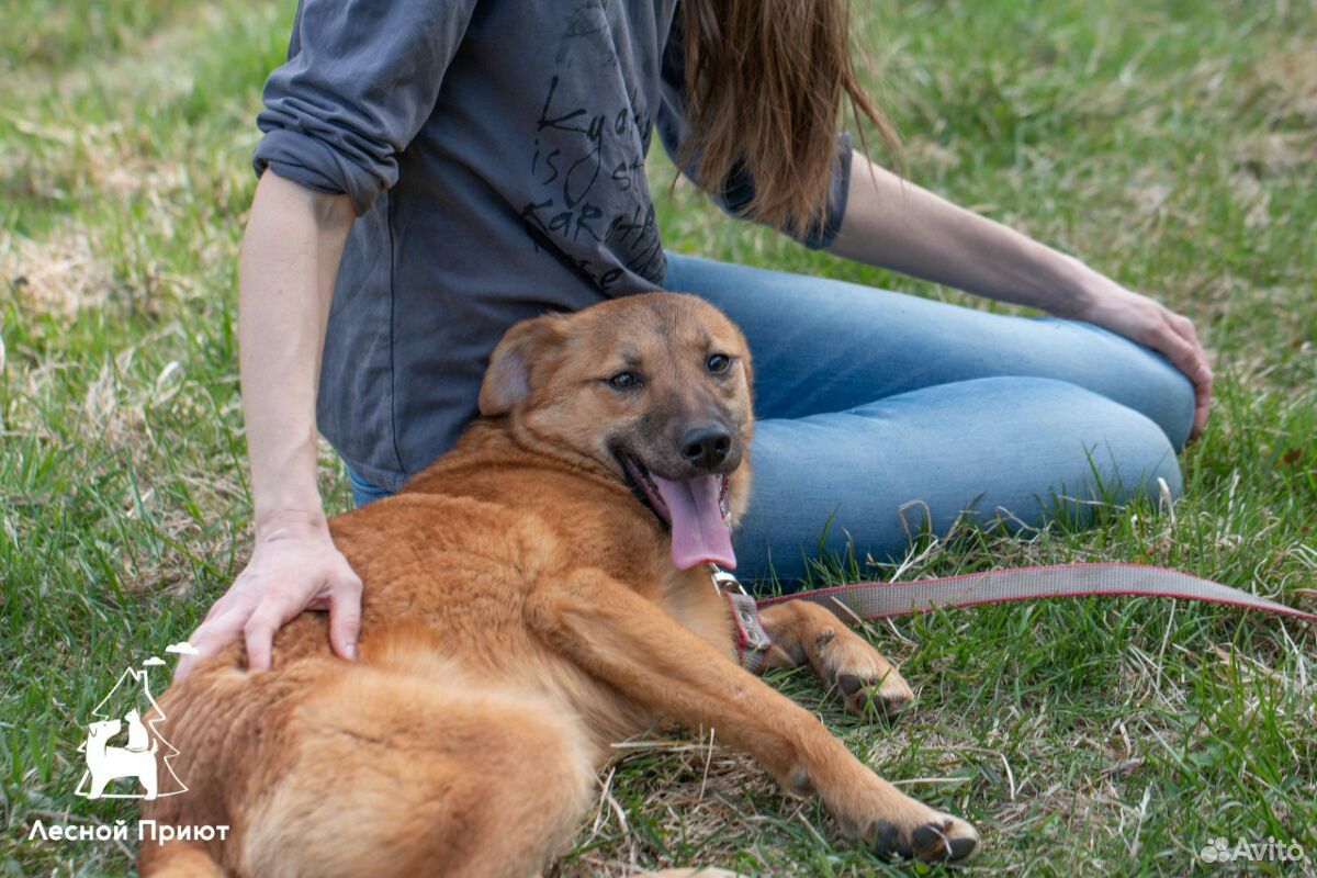 Лилу. Лесной приют