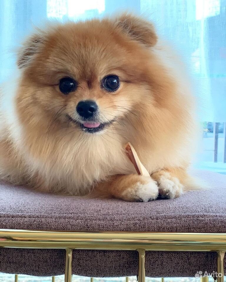 Шпиц