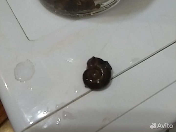 Улитки катушки