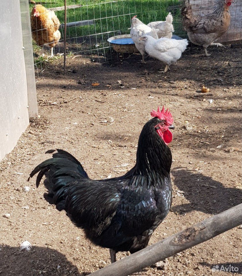 Петух австралорп