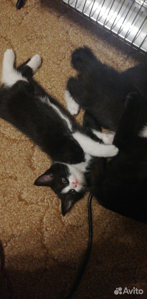 Котята