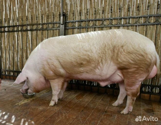 Хряк производитель