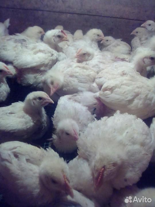 Продаются цыплята