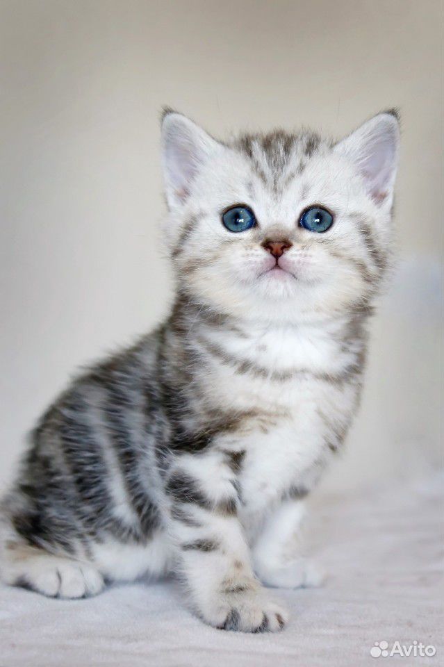 Котенок шотладский мальчик 1.5 месяца