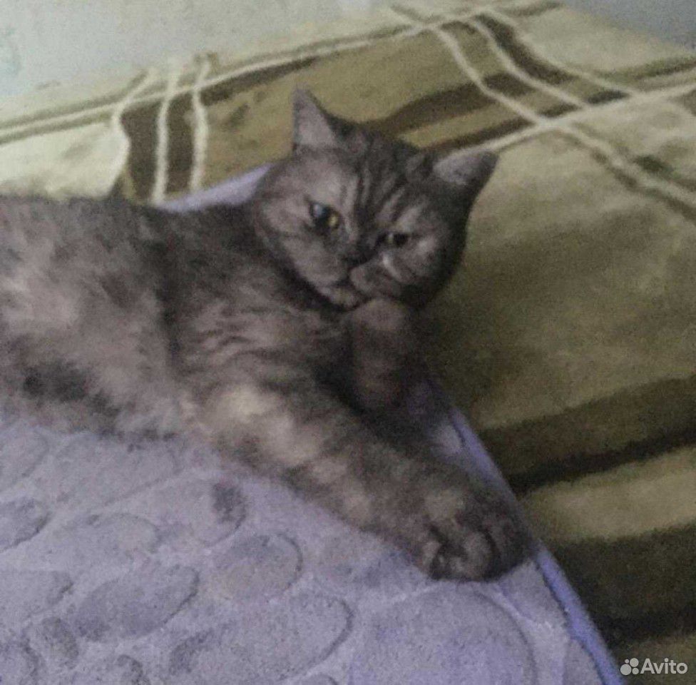 Кошка