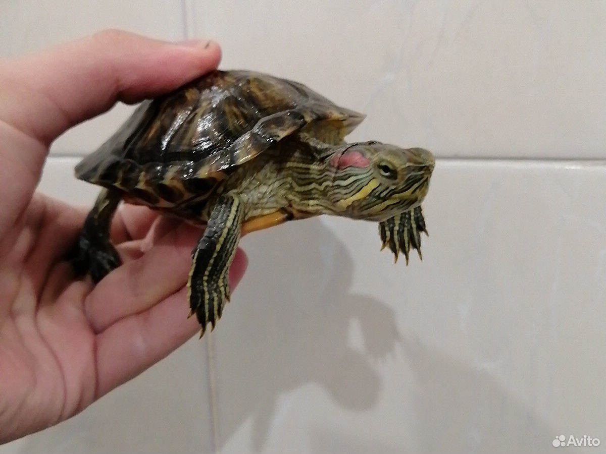 Красноухие черепахи. отдадим в добрые руки