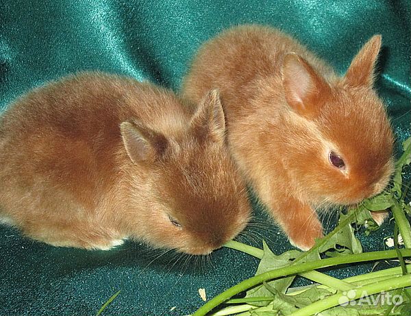 Карликовые крольчатки- рыжие лисятки