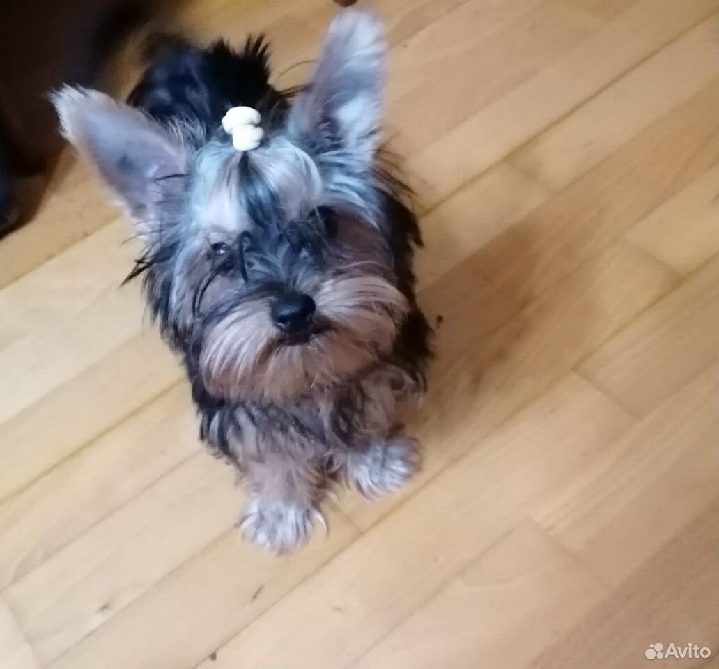 Щенок йорка