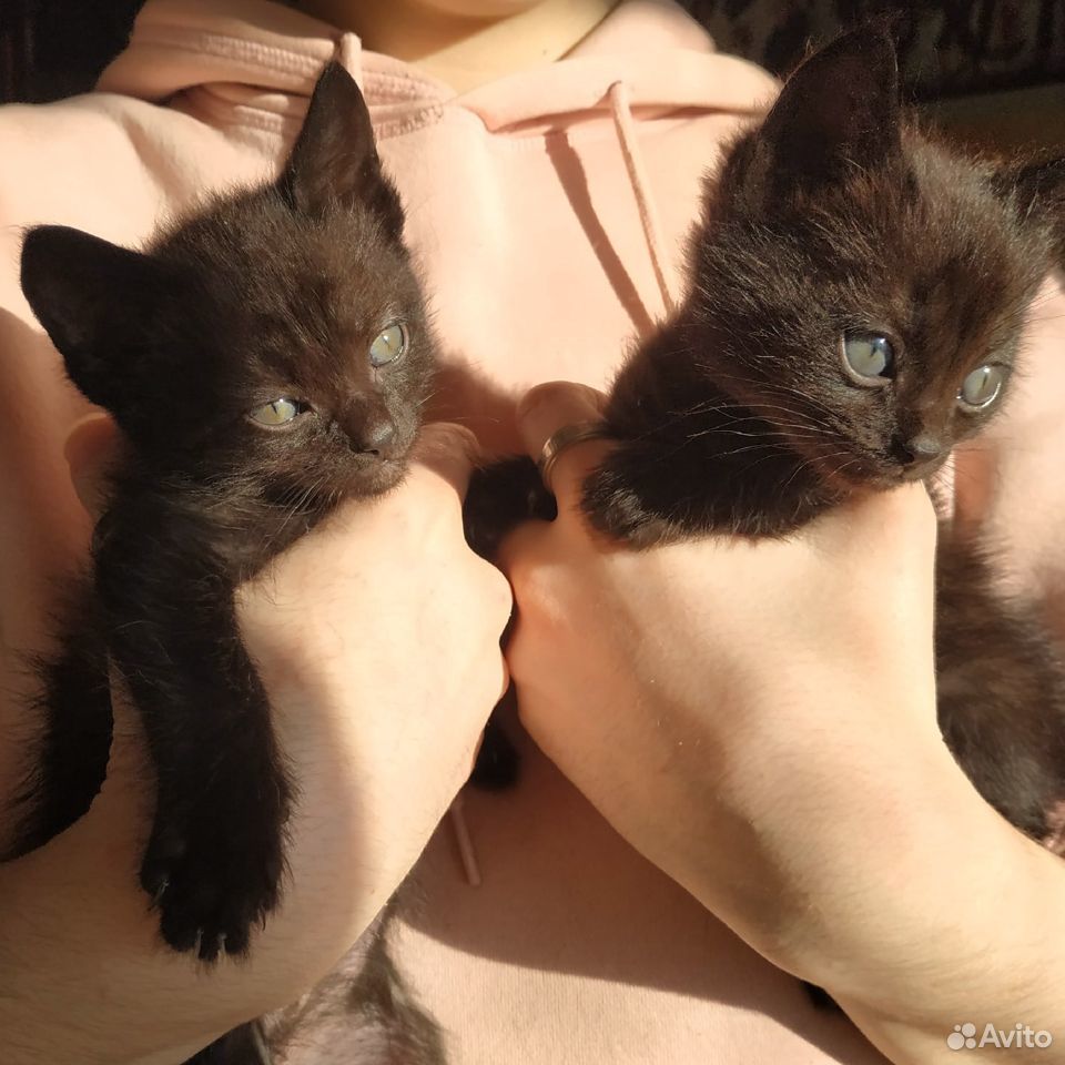 Котята-метисы от сфинкса