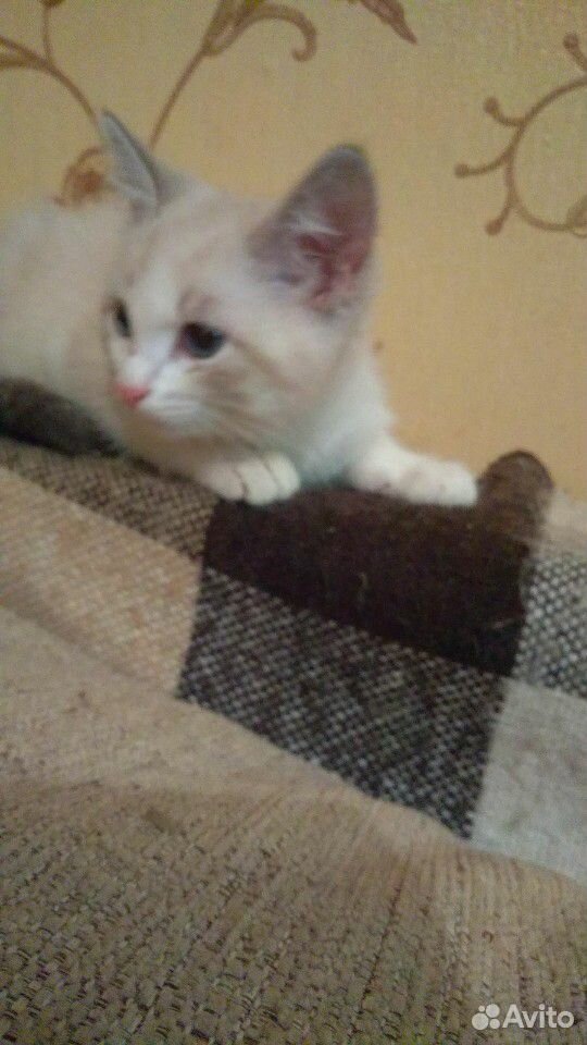 Кош в добрые рукика