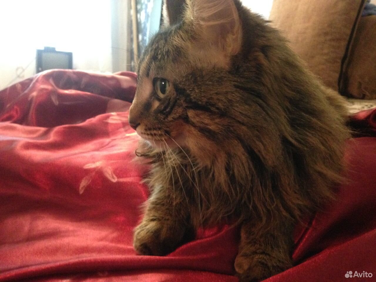 Отдам котов в добрые руки