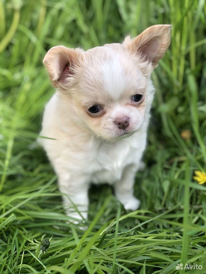 Чихуахуа, девочка