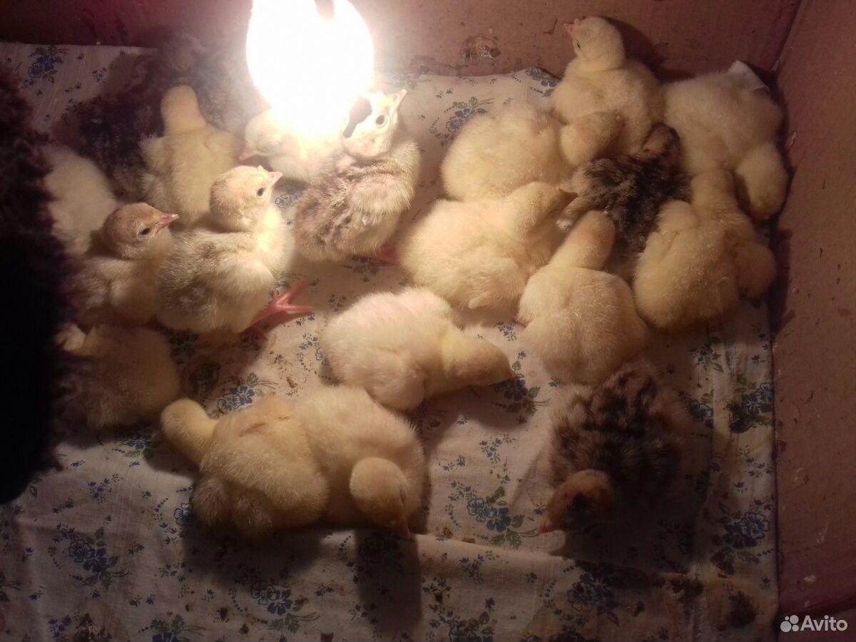 Суточные индюшата