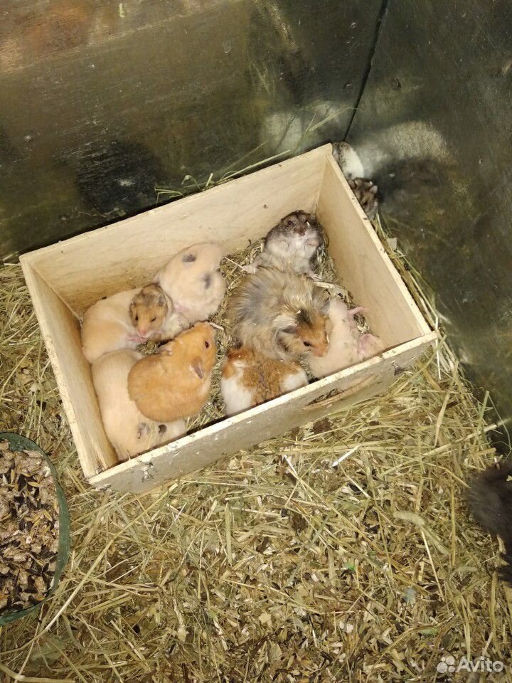 Хомички Джунгари и сирииские большой выбор