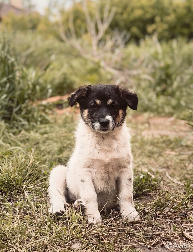 Замечательные щенки