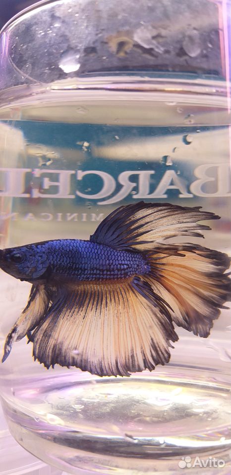 Рыбка петушок халфмун горчичный газ