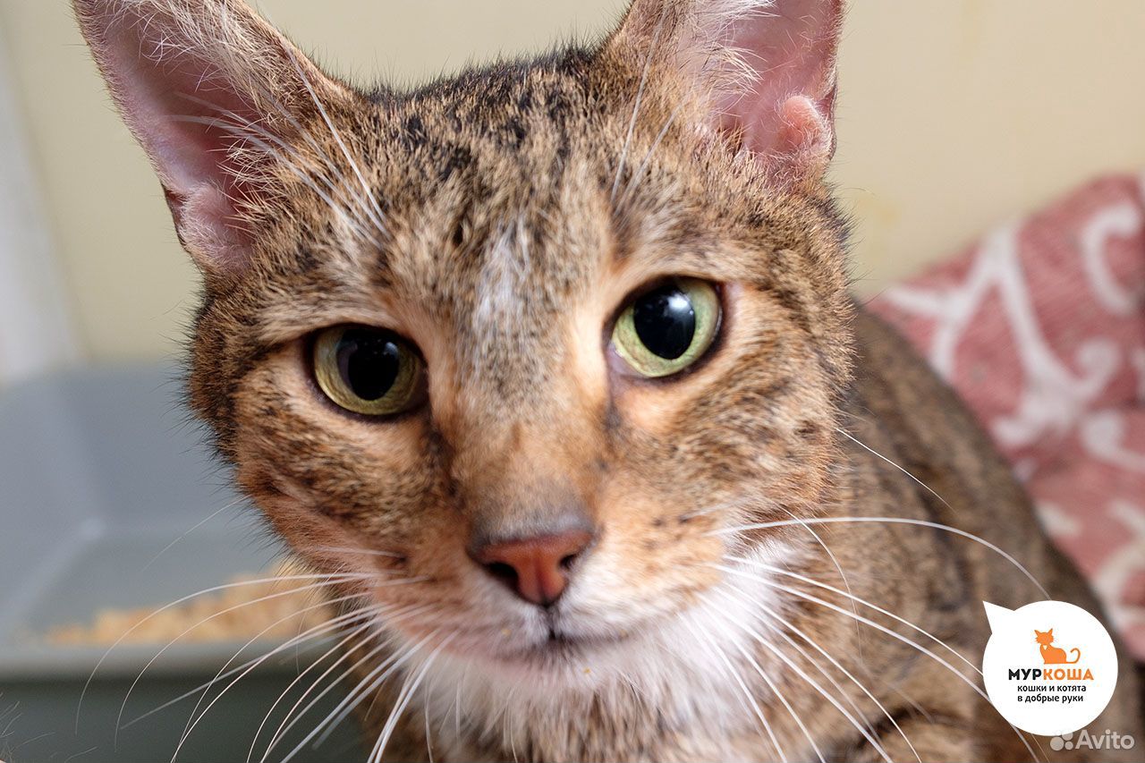 Меня зовут Радомир, и я ищу своего человека