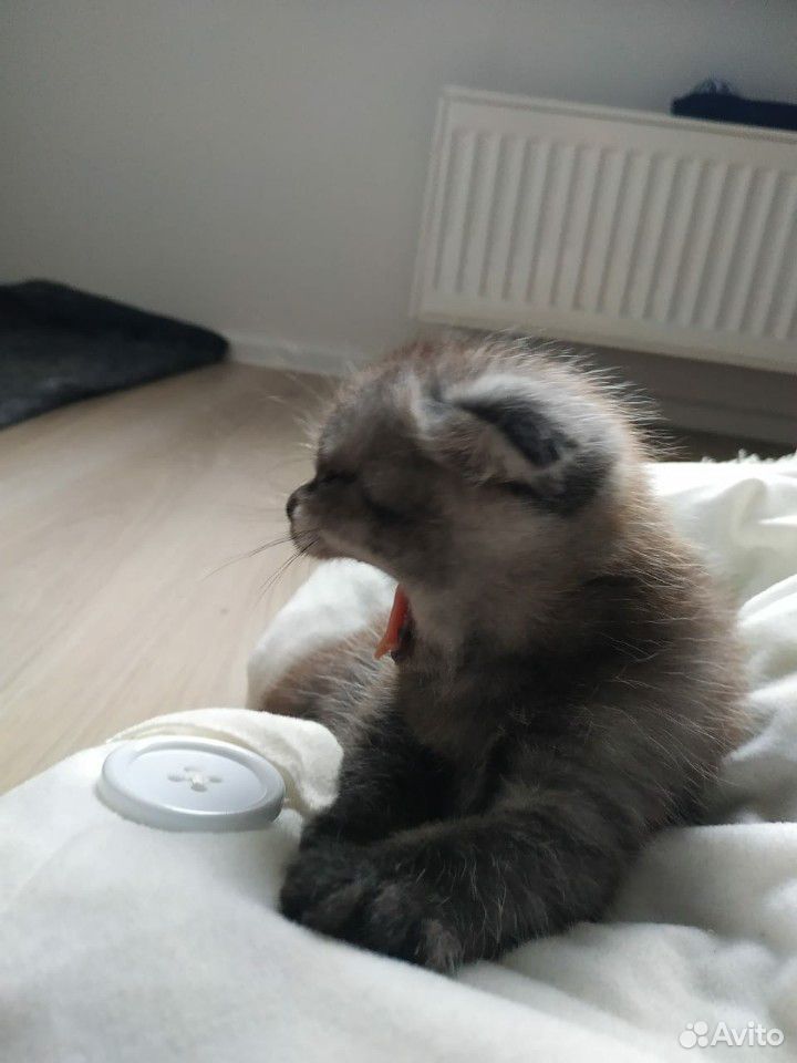 Шотландский котёнок