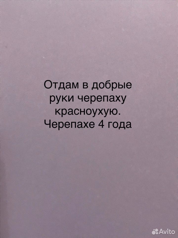 Черепаха в добрые руки
