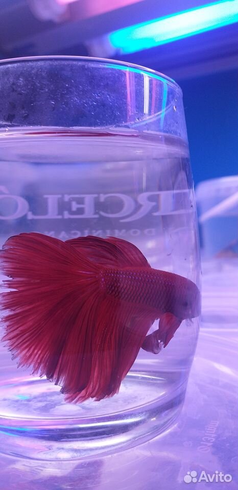 Рыбка Петушок халфмун пышный красный рубин