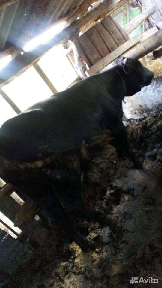 Бычок на откорме