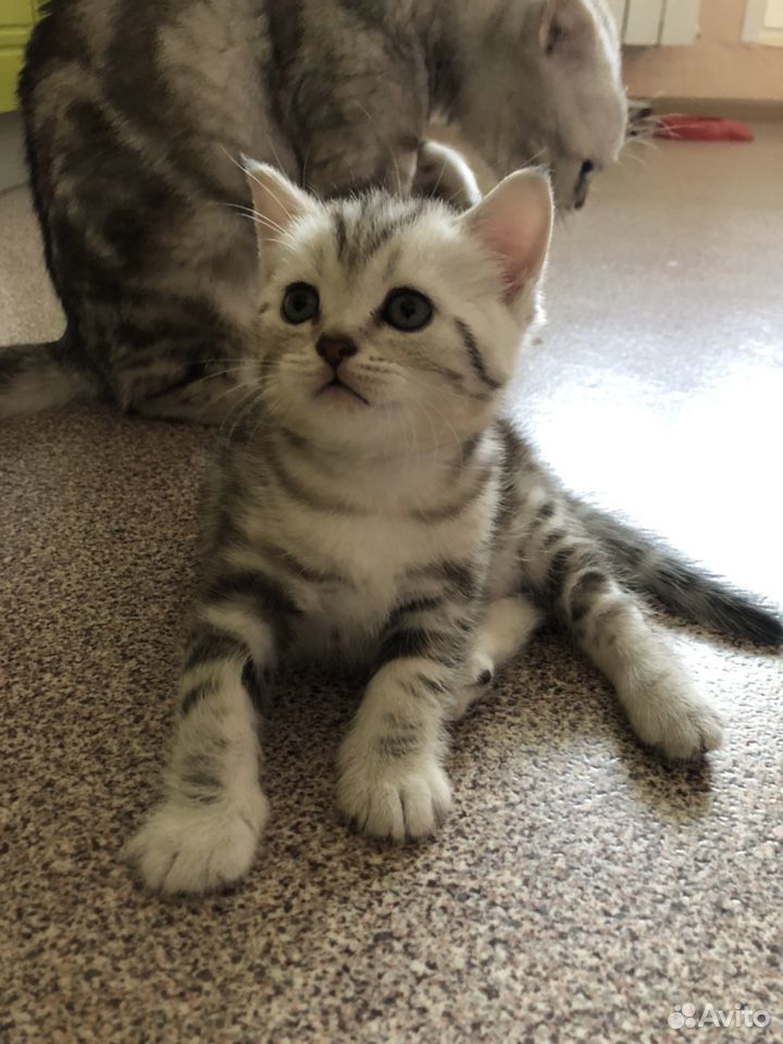 Шотландские скоттиш страйт