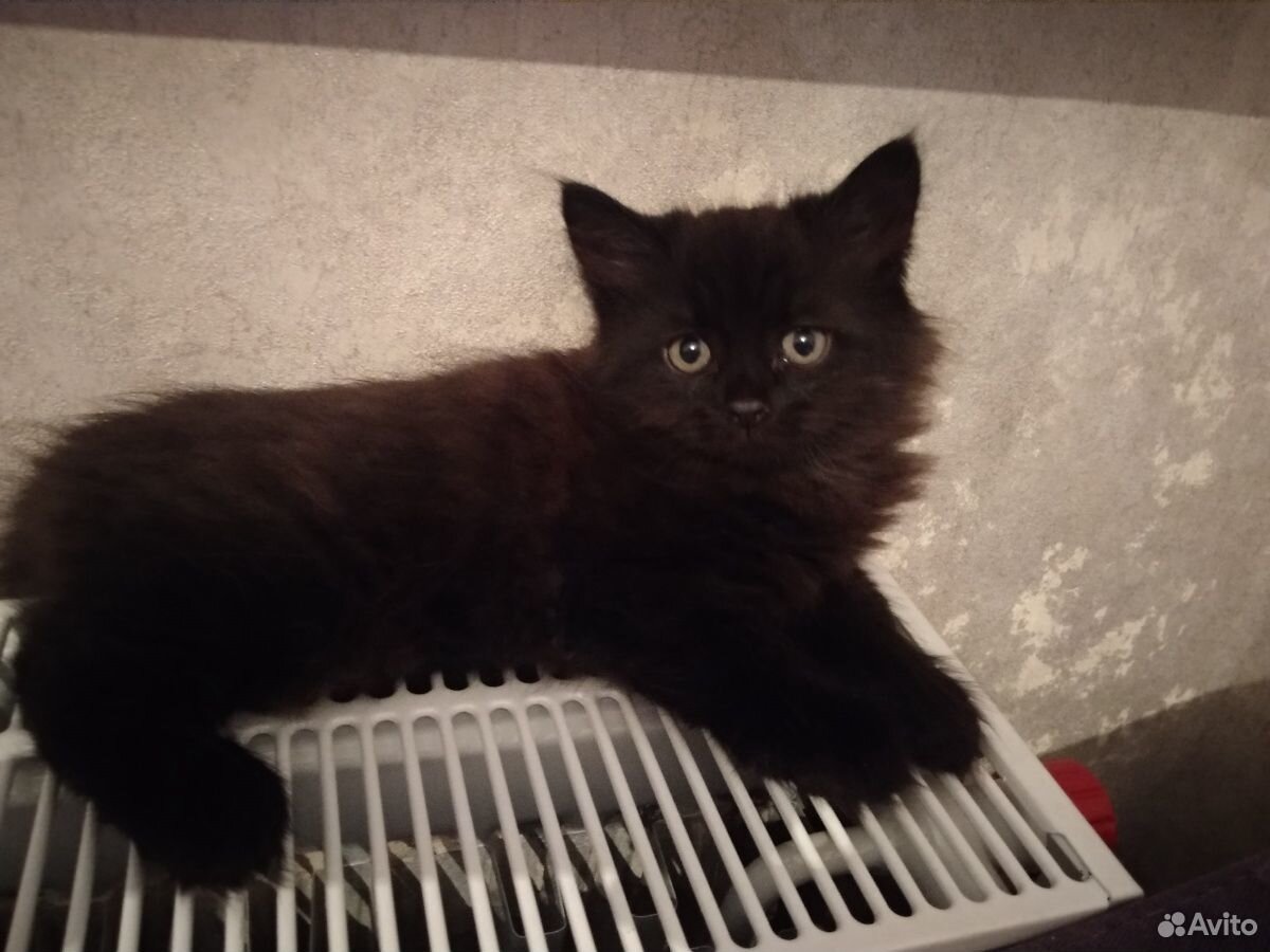 Котенок бесплатно