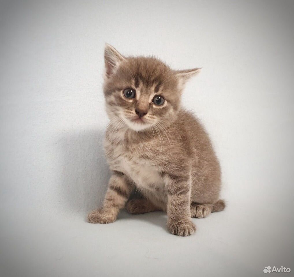 Малышка ищет дом