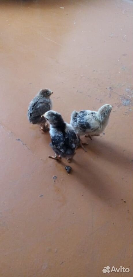 Продаются цыплята