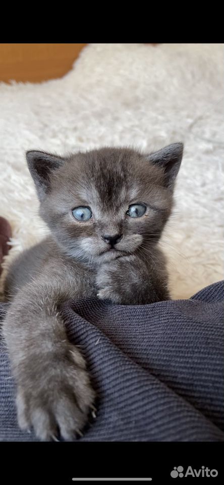 Котёнок британец отдам в хорошие руки