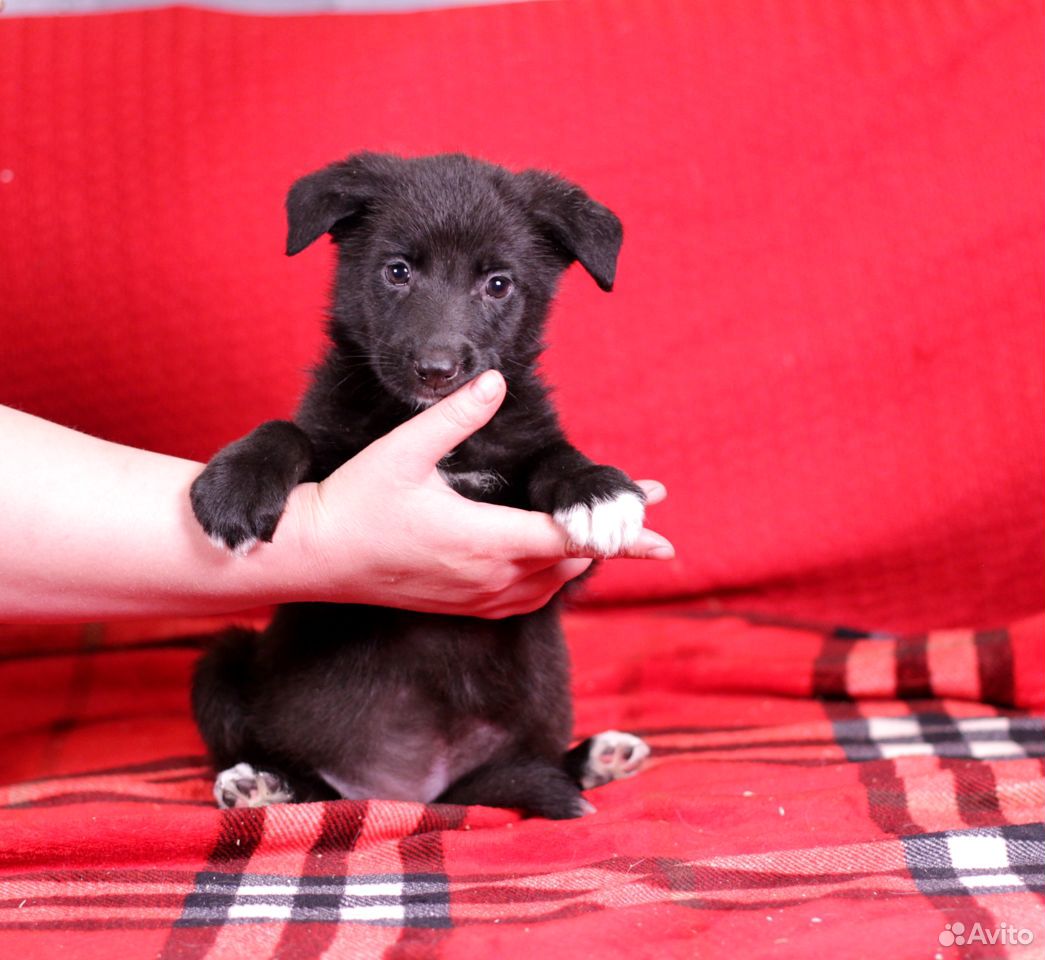 Сладкая щенуля Буся-воплощение любви и ласки