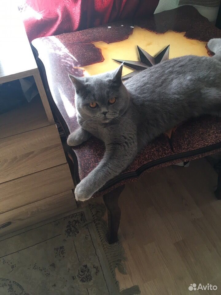 Кошка