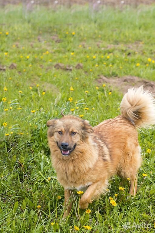 Рыжий пушистый Дилан в дар