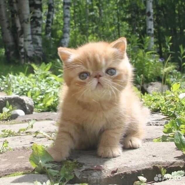 Экзотический котик