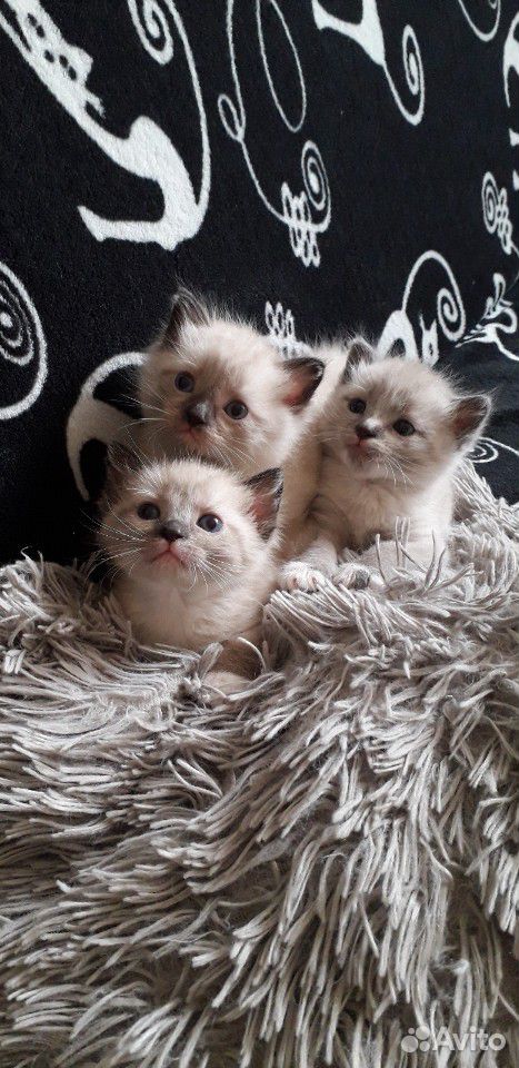 Котята голубоглазики