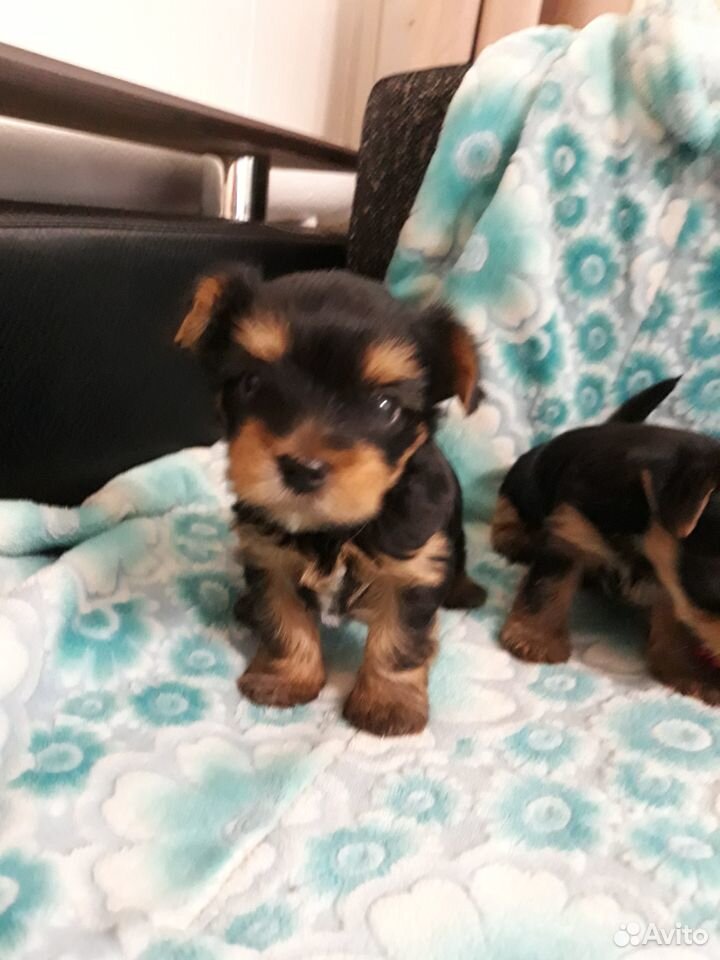 Щенки йокширского терьера