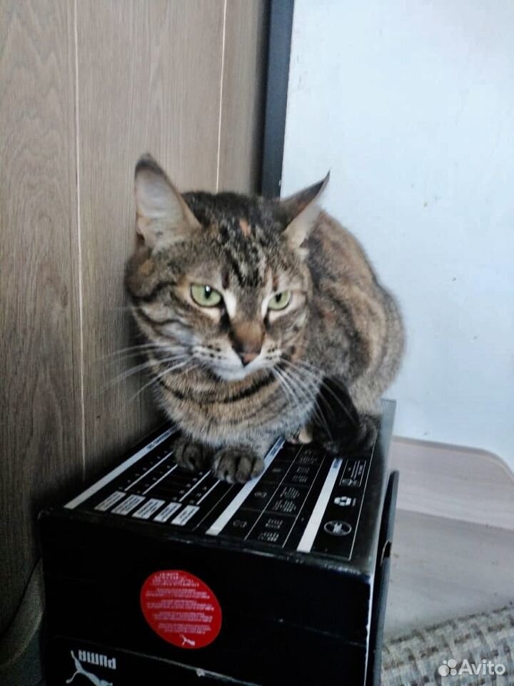 Кошка Маргоша ищет своего человека