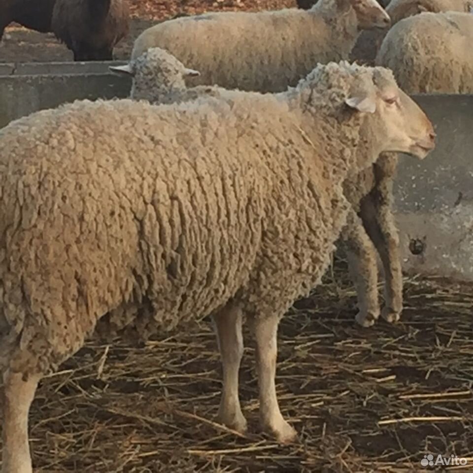 Продам 4 месячный баранчиков