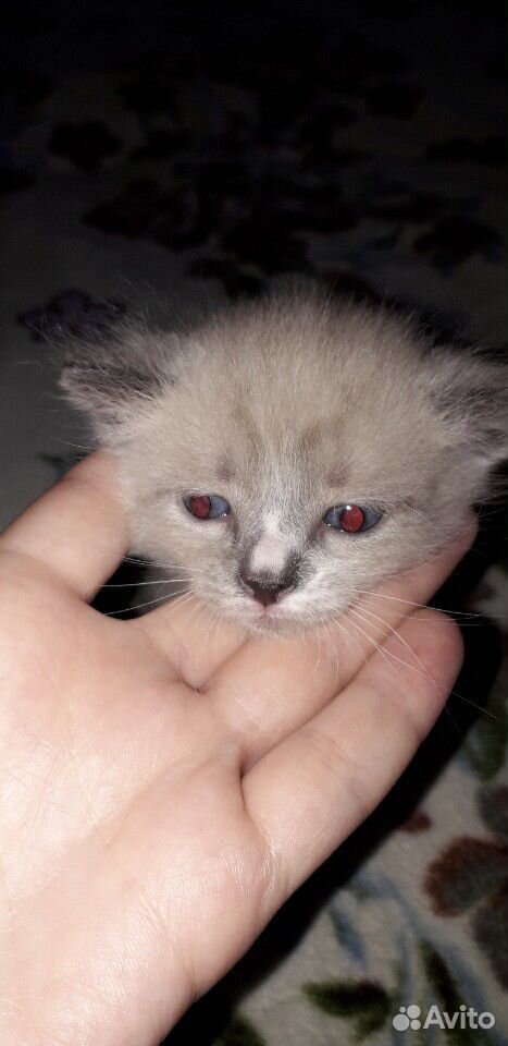 Котёнок (голубоглазый)