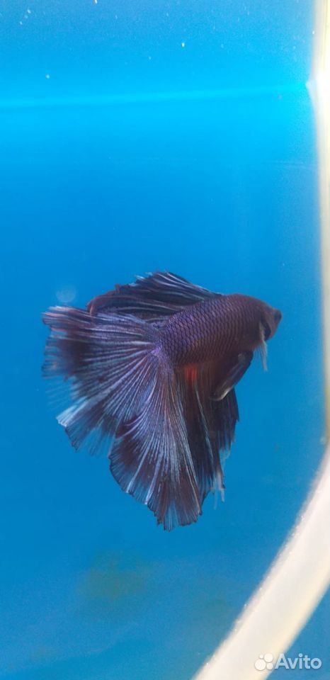 Рыбка петушок прозрачный ситец