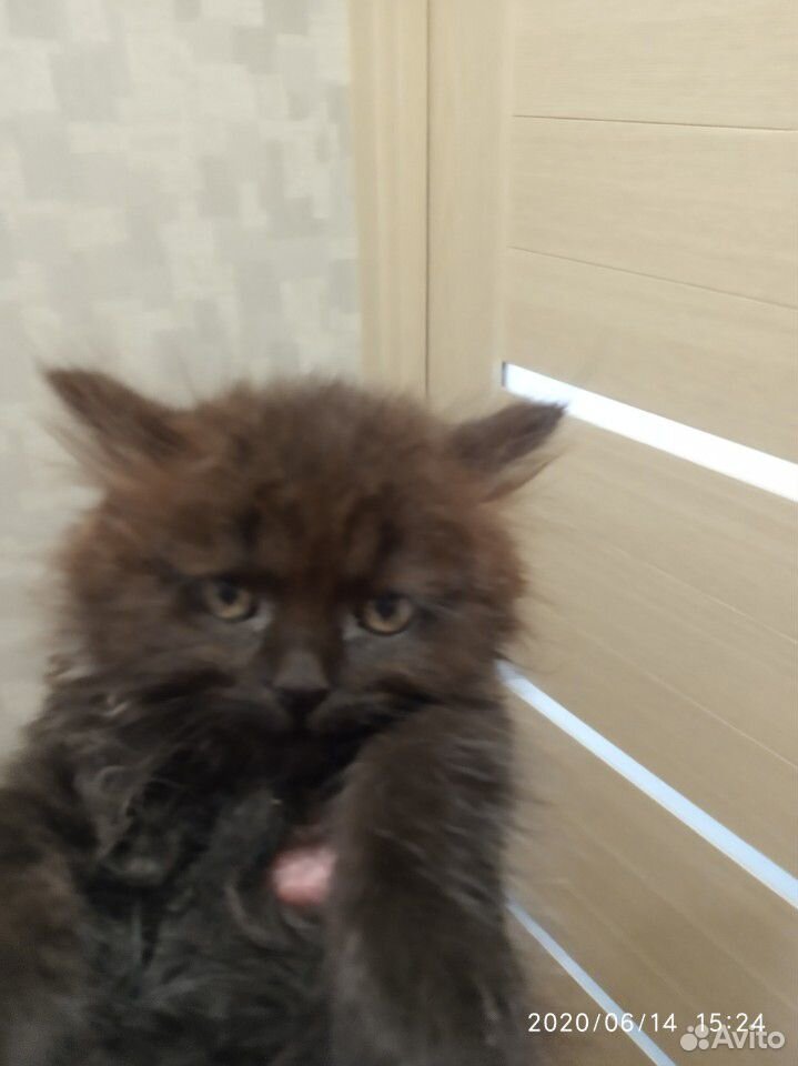 Персидская