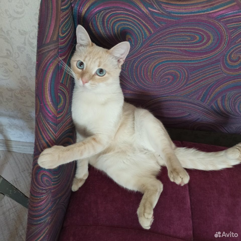 Отдадим котика 10 месяцев в добрый руки