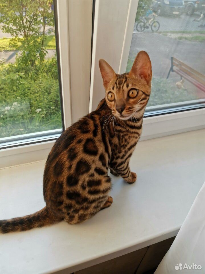 Бенгальская