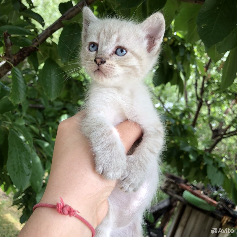 Бенгальская снежная кошечка