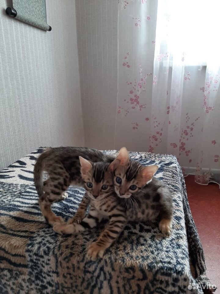 Бенгальские котята
