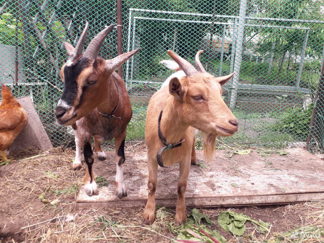 Коза камерунская