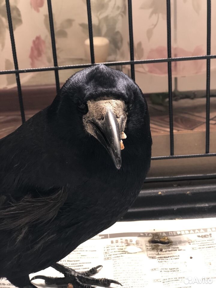 Отдам клетку с молодым грачом