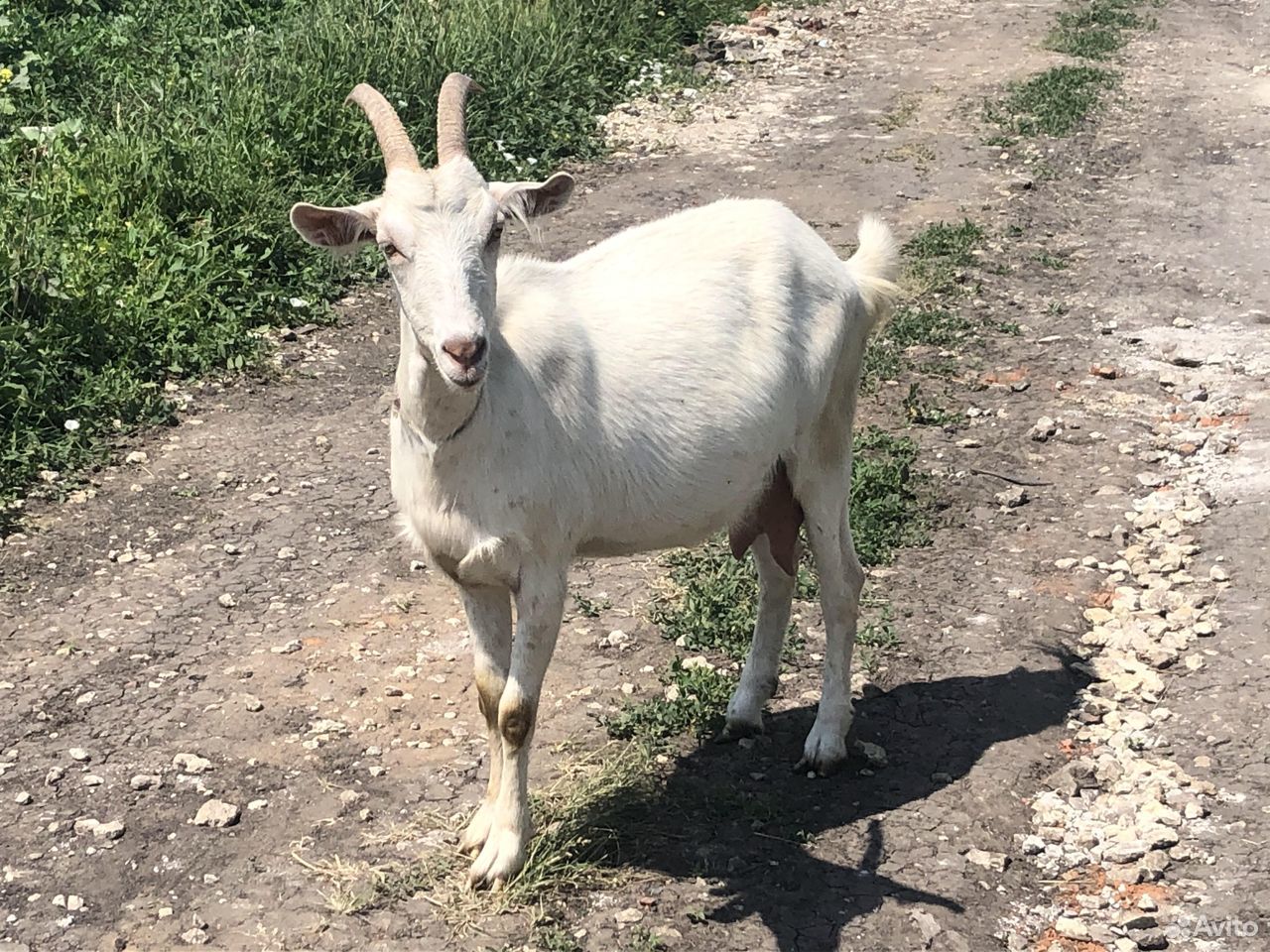 Коза дойная, первый окот