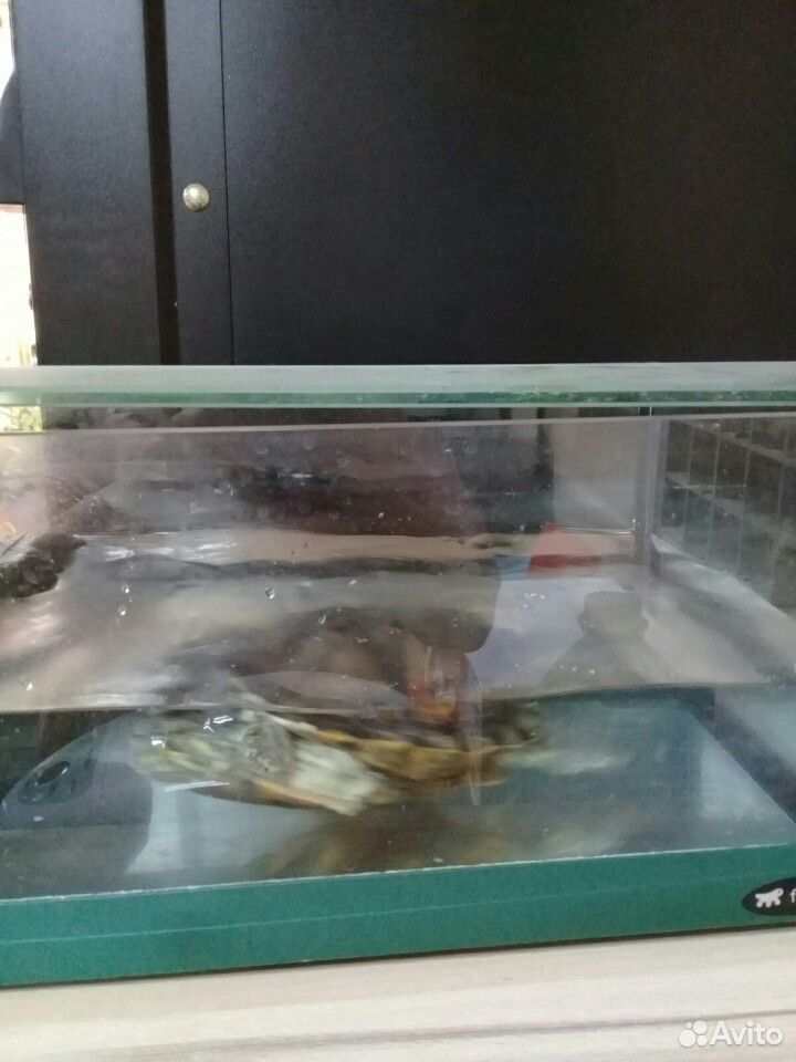 Черепаха водоплавающая